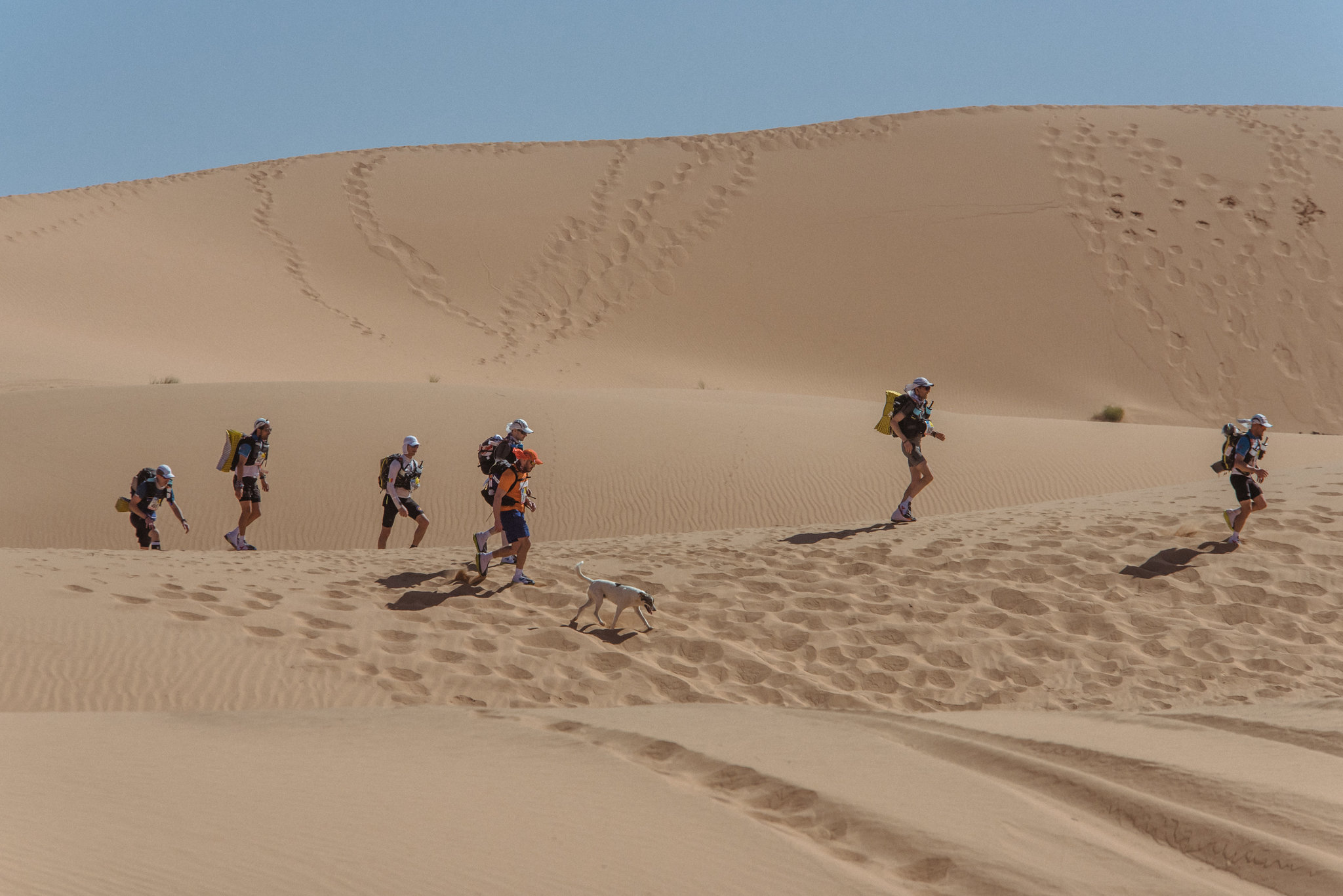 A Stray Dog Is Dominating a Marathon Through the Moroccan Sahara Desert ...