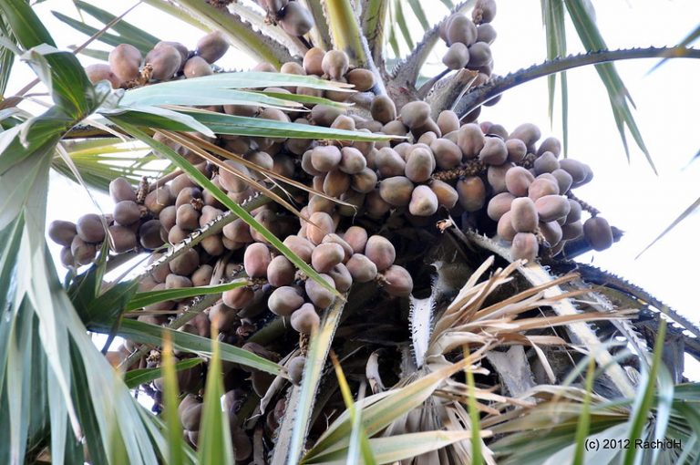 From Roots to Branches, We Reveal the Significance of Doum Palms ...