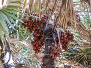 From Roots to Branches, We Reveal the Significance of Doum Palms ...
