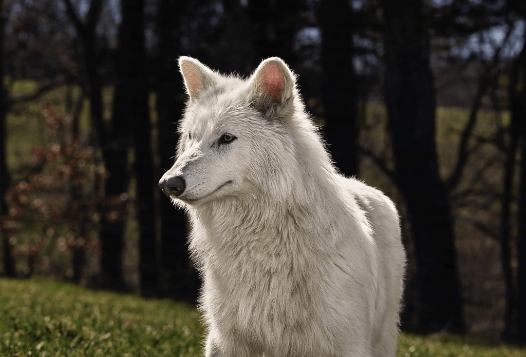 Double Victory as Dire Wolf Science Saves Critically Endangered Red ...