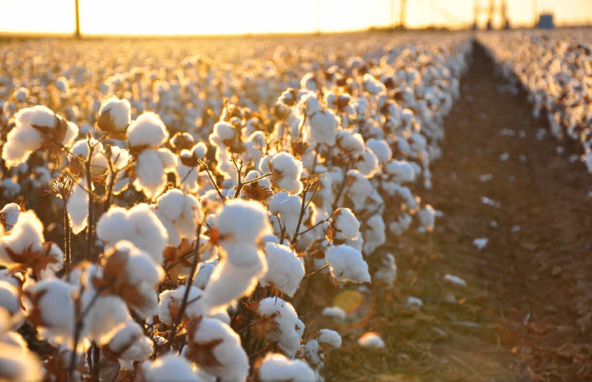 Historic First: Cotton Grows In Egypt’s South Sinai Desert - Scoop Empire